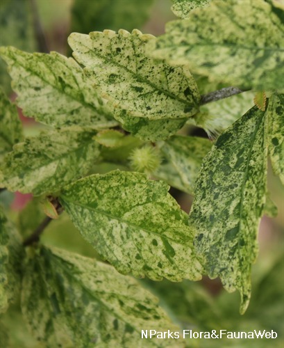 NParks | Acalypha siamensis (Variegated Leaf)