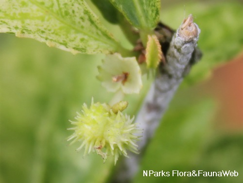 NParks | Acalypha siamensis (Variegated Leaf)