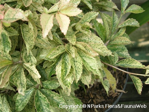 NParks | Acalypha siamensis (Variegated Leaf)