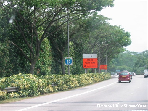 NParks | Acalypha wilkesiana 'Java White'