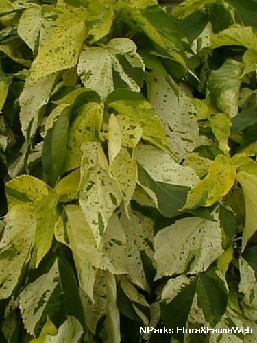 NParks | Acalypha wilkesiana 'Java White'