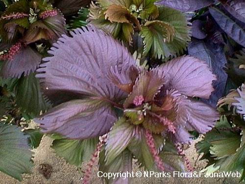 NParks | Acalypha aristata