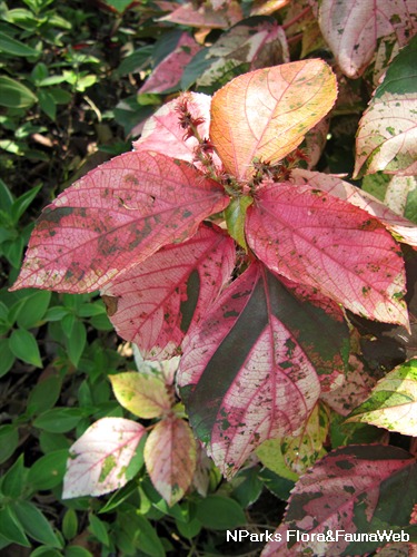 NParks | Acalypha wilkesiana 'Mosaica'