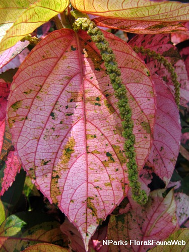NParks | Acalypha wilkesiana 'Mosaica'