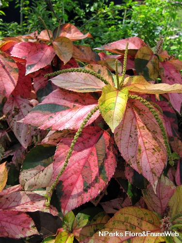 NParks | Acalypha wilkesiana 'Mosaica'