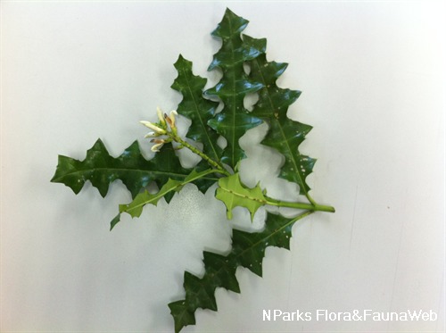 NParks | Acanthus ebracteatus