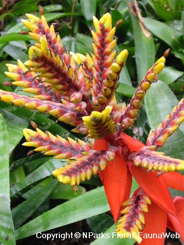 NParks | Aechmea chantinii