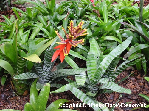 NParks | Aechmea chantinii