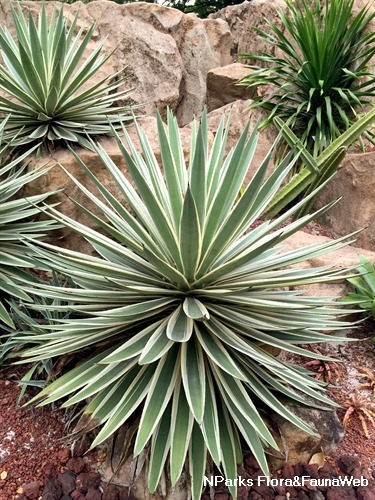 File:Caribbean Agave (Agave Angustifolia) Wikimedia Commons, 55% OFF