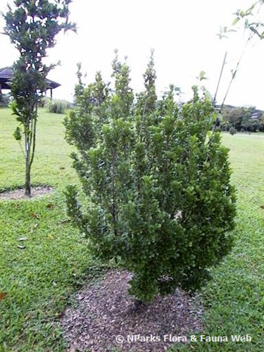 NParks | Aglaia odorata