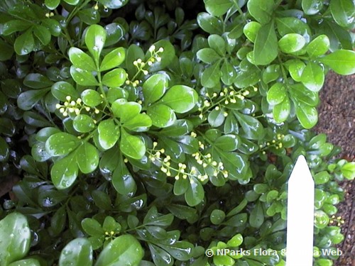 NParks | Aglaia odorata