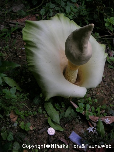 NParks | Dillenia suffruticosa