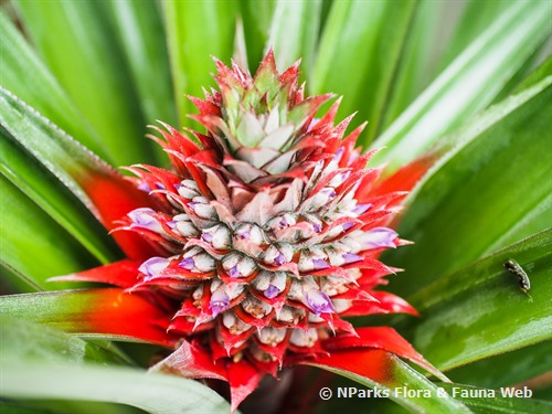 NParks | Ananas comosus