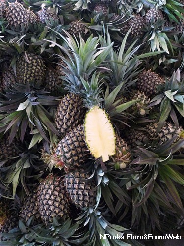 NParks | Ananas comosus