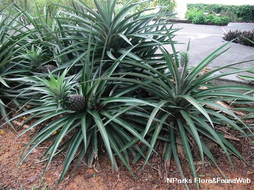 NParks | Ananas comosus