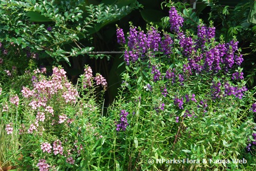 NParks | Angelonia angustifolia
