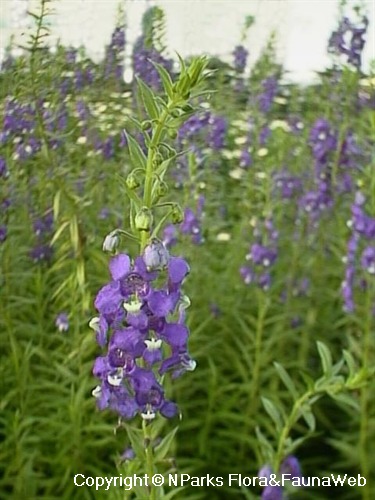 NParks | Angelonia angustifolia