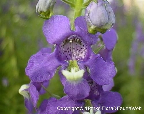 NParks | Angelonia angustifolia