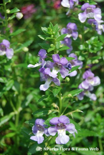 NParks | Angelonia angustifolia