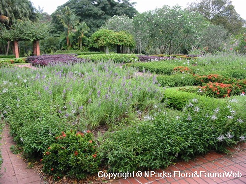 NParks | Angelonia angustifolia