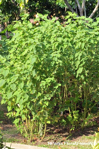 NParks | Anisomeles indica