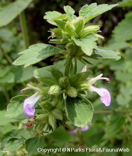 NParks | Anisomeles indica