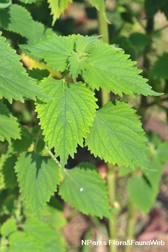 NParks | Anisomeles indica