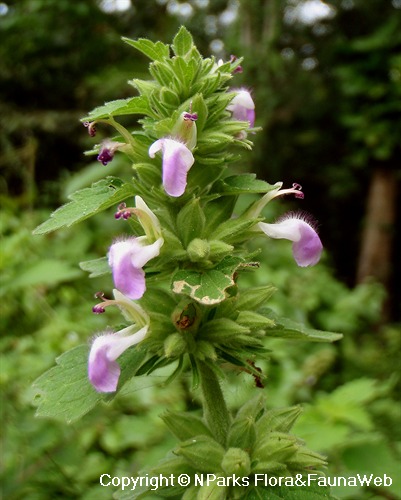 NParks | Anisomeles indica