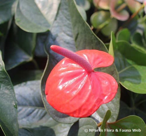 NParks | Anthurium andraeanum
