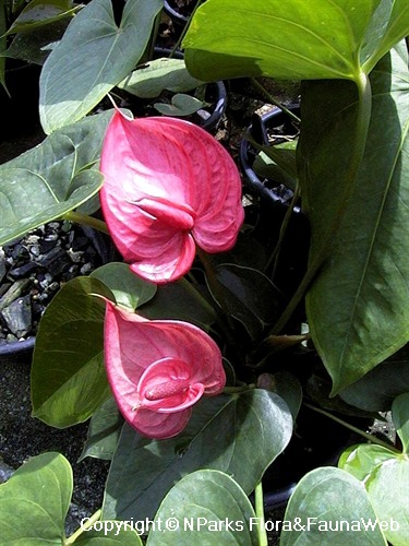 NParks | Anthurium andraeanum (Double Spathe)