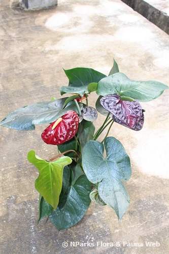 NParks | Anthurium