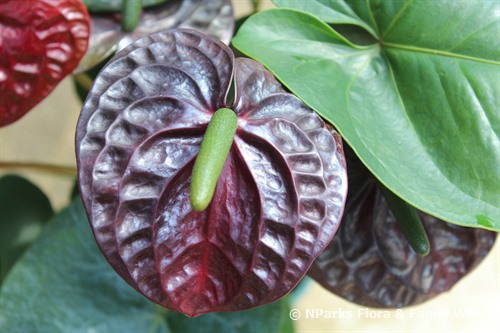 NParks | Anthurium