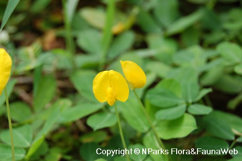 NParks | Arachis pintoi