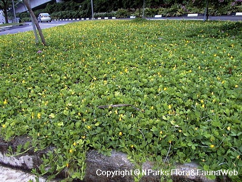 NParks | Arachis pintoi