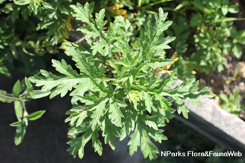 NParks | Artemisia vulgaris