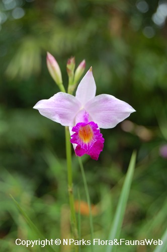 NParks | Arundina graminifolia