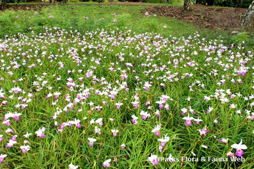 NParks | Arundina graminifolia