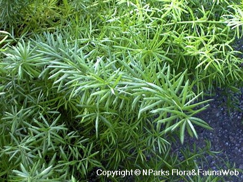 NParks | Asparagus densiflorus 'Sprengeri'