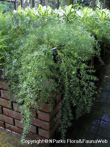 NParks | Asparagus densiflorus 'Sprengeri'