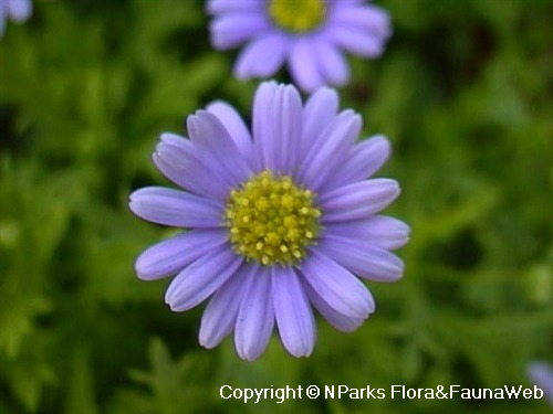 NParks | Scyphiphora hydrophylacea