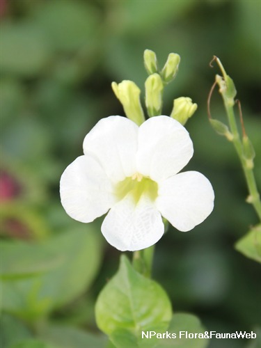 NParks | Asystasia gangetica 'Alba'