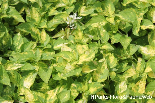 NParks | Scyphiphora hydrophylacea