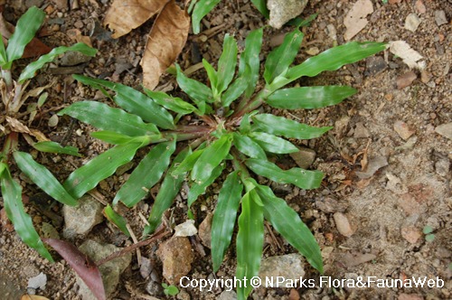 NParks | Axonopus compressus