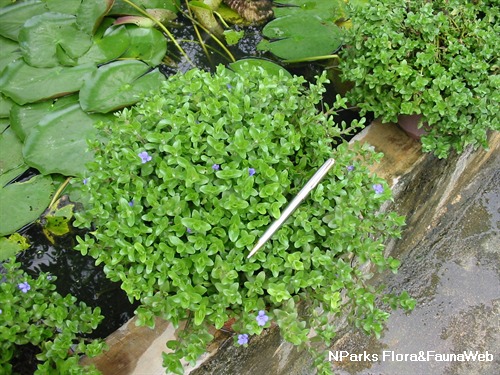 NParks | Bacopa caroliniana