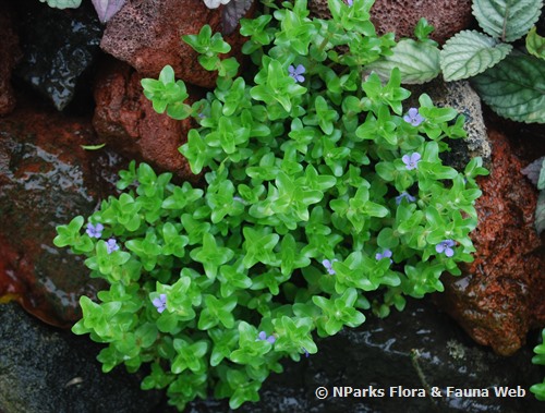 NParks | Bacopa caroliniana