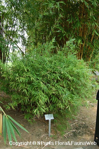 NParks | Bambusa multiplex