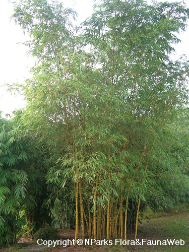 NParks | Bambusa vulgaris 'Striata'