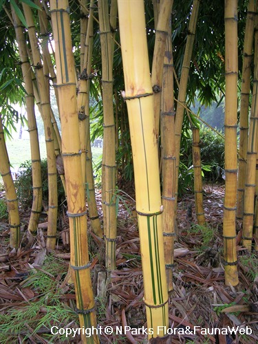 NParks | Bambusa vulgaris 'Striata'