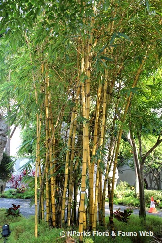 NParks | Bambusa vulgaris 'Striata'