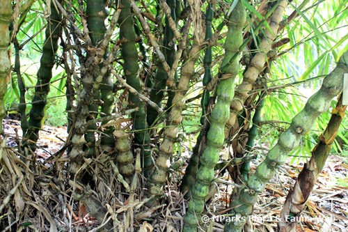 NParks | Bambusa multiplex